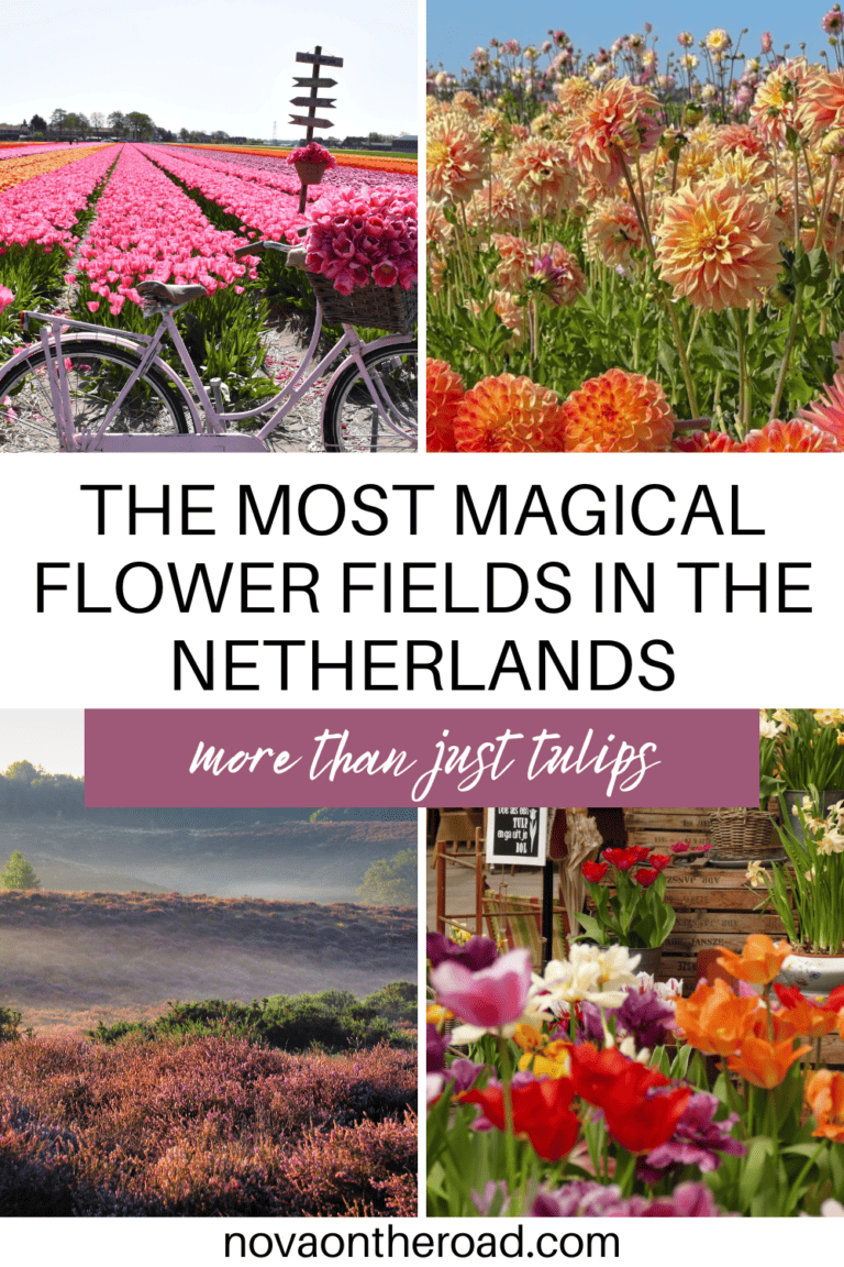 The Most Beautiful Flower Fields in The Netherlands (More than Tulips)