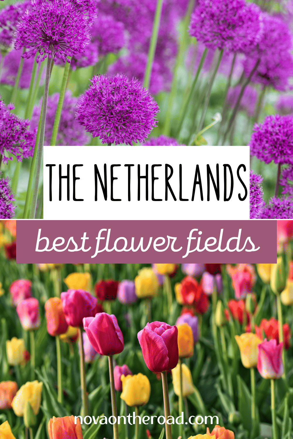 The Most Beautiful Flower Fields in The Netherlands (More than Tulips)