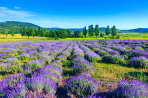 10 Enchanting Things To Do in Tihany at Lake Balaton, Hungary